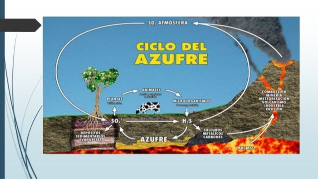 Ciclo del azufre