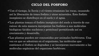 Que es el fósforo-Ciclo del fósforo e importancia | PPTX
