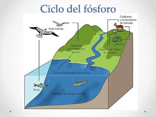 Ciclo Del Fosforo Esquema
