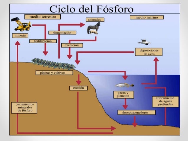 Ciclo del fosforo - Imagui