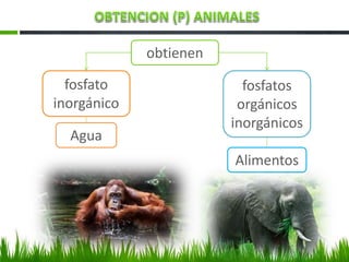 Ciclo del fósforo | PPTX
