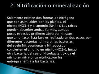 Ciclo del nitrogeno | PPTX