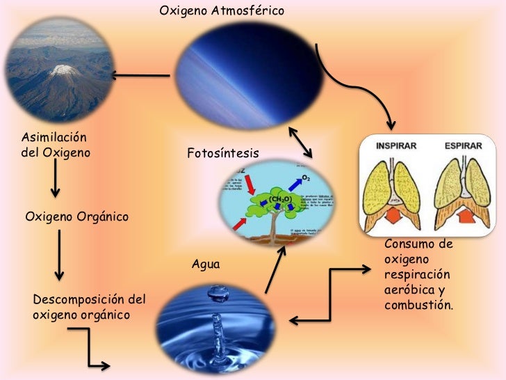 Ciclo del oxigeno