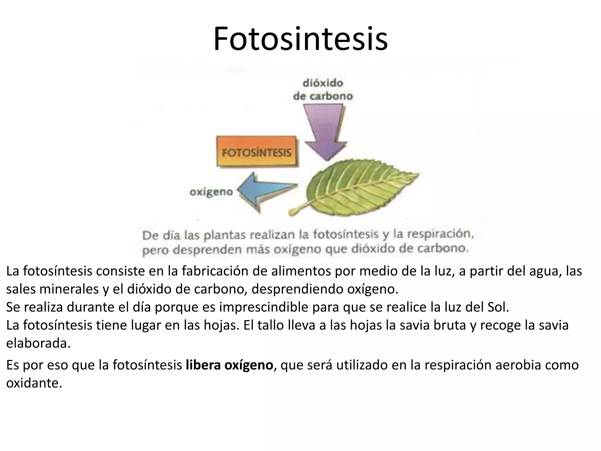 Ciclo del oxigeno (1) | PPT