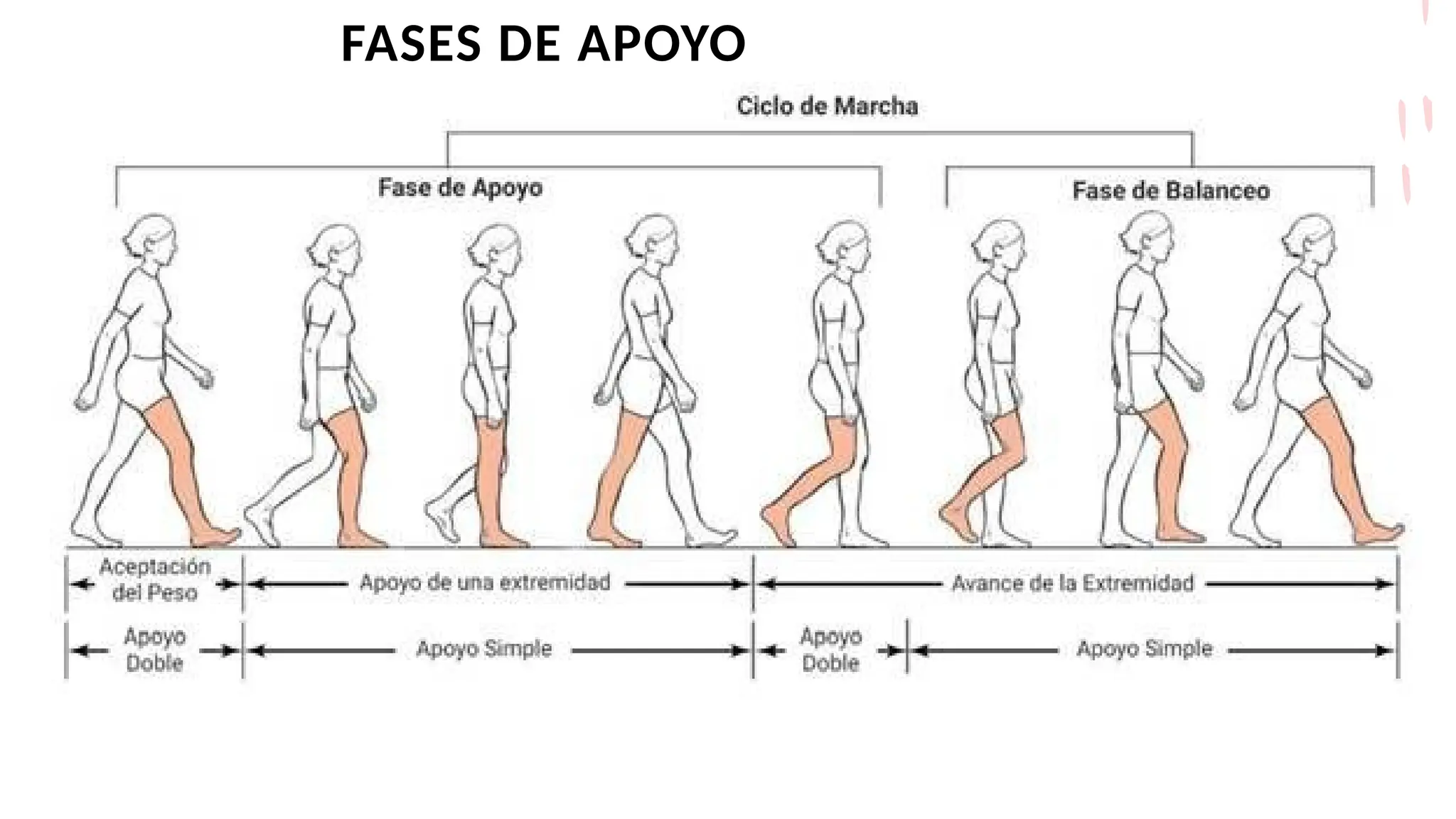 CICLO DE MARCHA FASES DE APOYO Y BALANCEO | PPTX