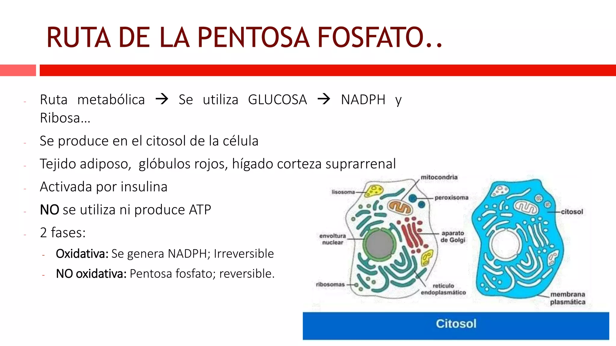 Ciclo de pentosas fosfato | PPTX