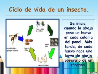 Ciclo de vida | PPT
