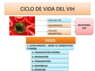 Ciclo De Vida Del Vih Simplificado