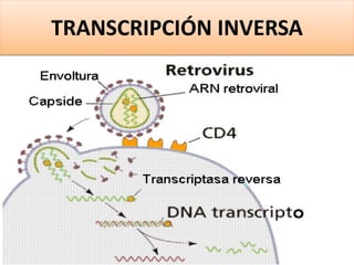 Ciclo De Vida Del Vih Simplificado