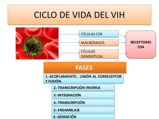 Ciclo de vida del VIH(SIDA)