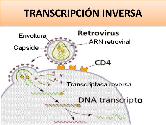 Ciclo de vida del VIH(SIDA)