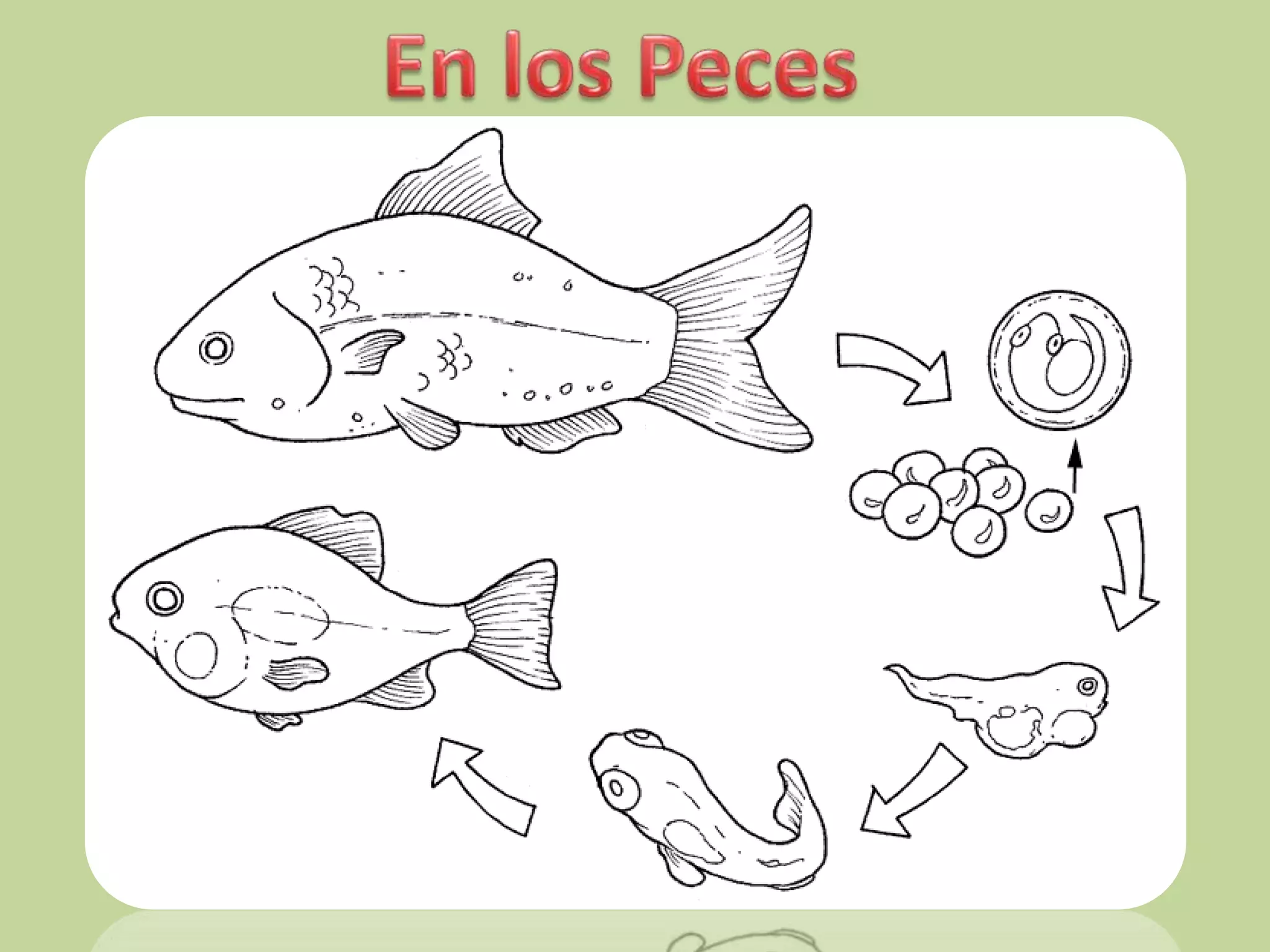 Ciclo de vida de los seres vivos | PPTX