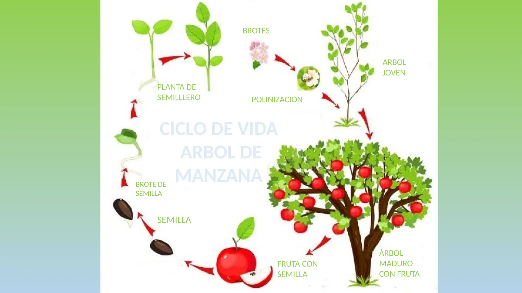 Ciclo De Vida De Una Manzana Para Imprimir Pdf Welcome To Preschool!