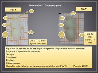 Ciclo de vida de la abeja (Apis mellifera) final | PPTX