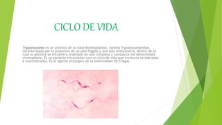 Ciclo de vida de las comunidades | PPTX