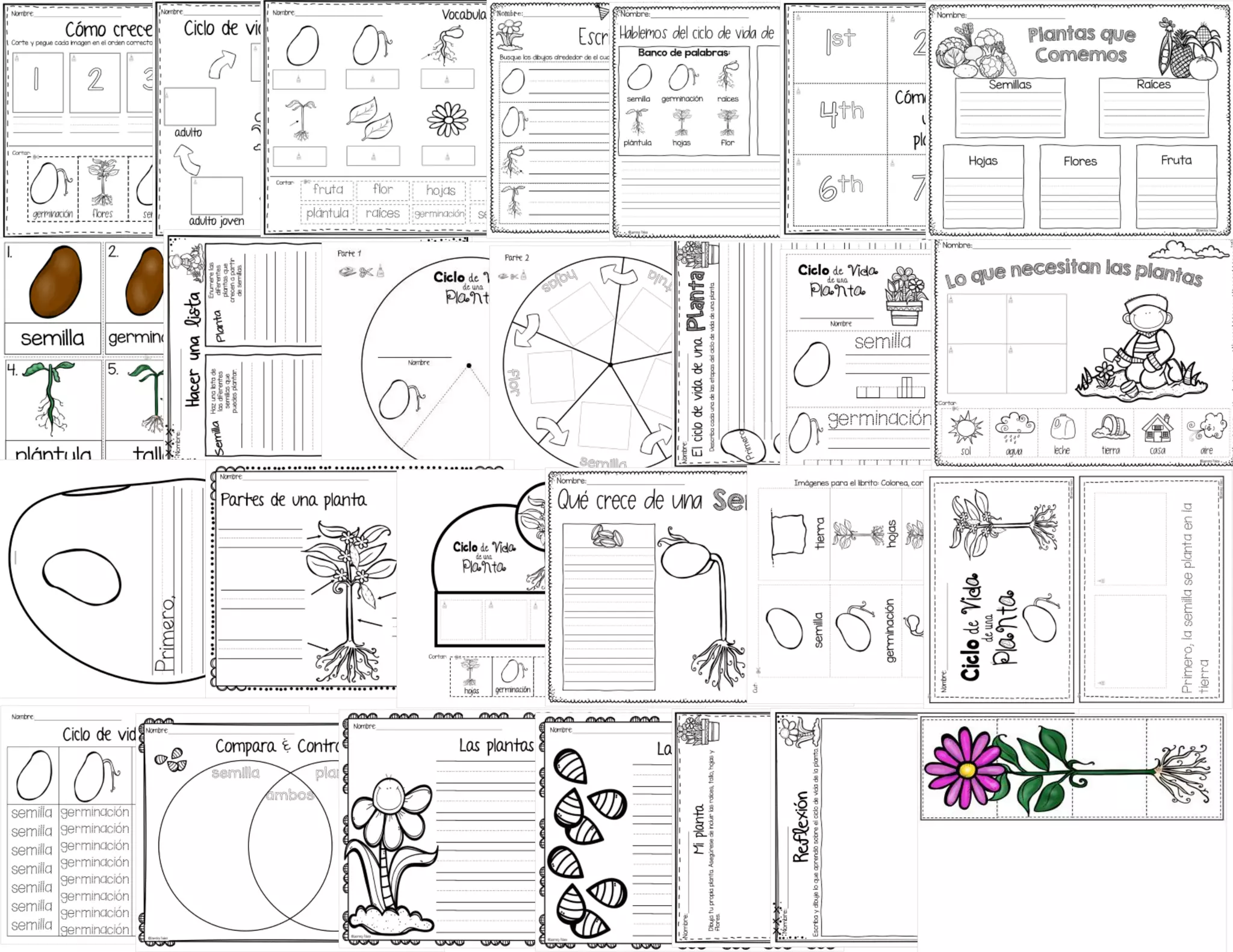 Fichas Para Aprender El Ciclo De Vida De Las Plantas Ciclo De Vida