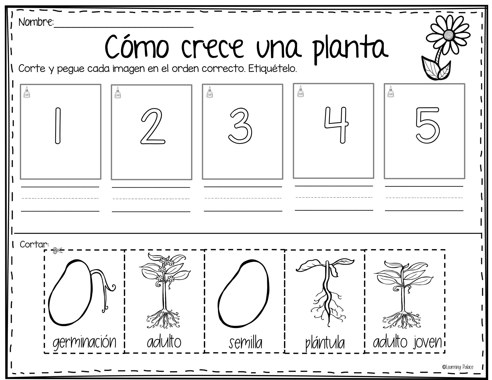 Hoja De Trabajo Sobre Cómo Crecen Las Plantas Para Preescolar