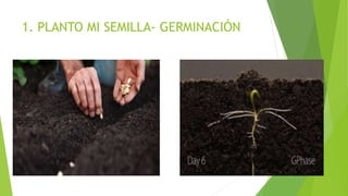 CICLO DE VIDA DE LAS PLANTAS | PPTX