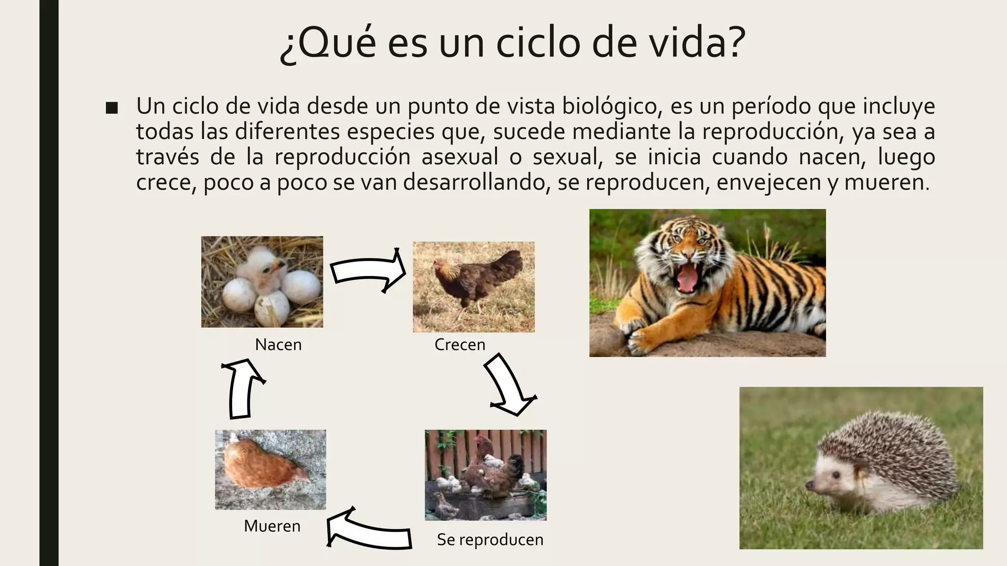 Ciclo de vida de los animales | PPTX
