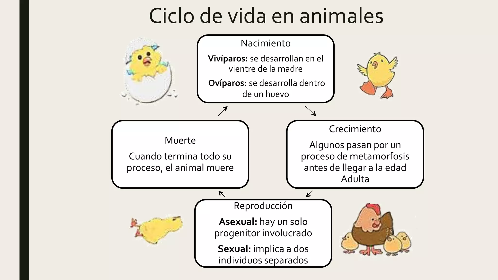 Ciclo de vida de los animales | PPTX