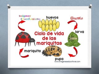 Ciclo de vida de los animales | PPTX