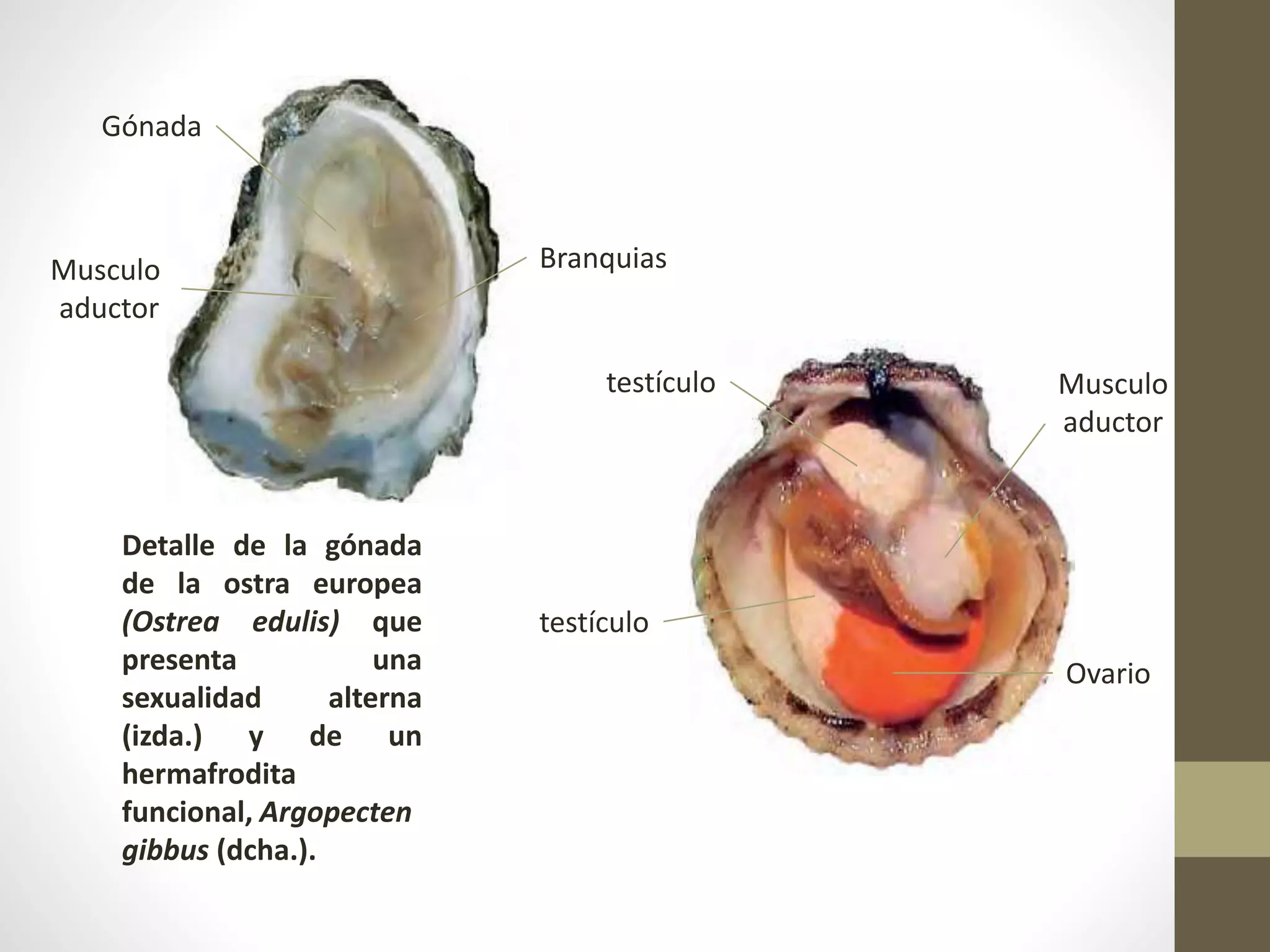 Ciclo de vida de los moluscos | PPTX