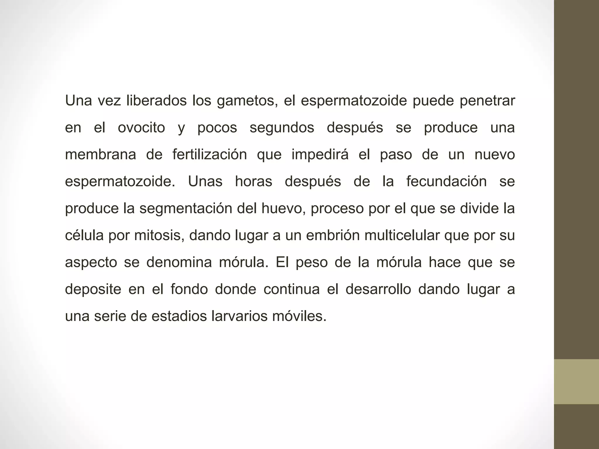 Ciclo de vida de los moluscos | PPTX