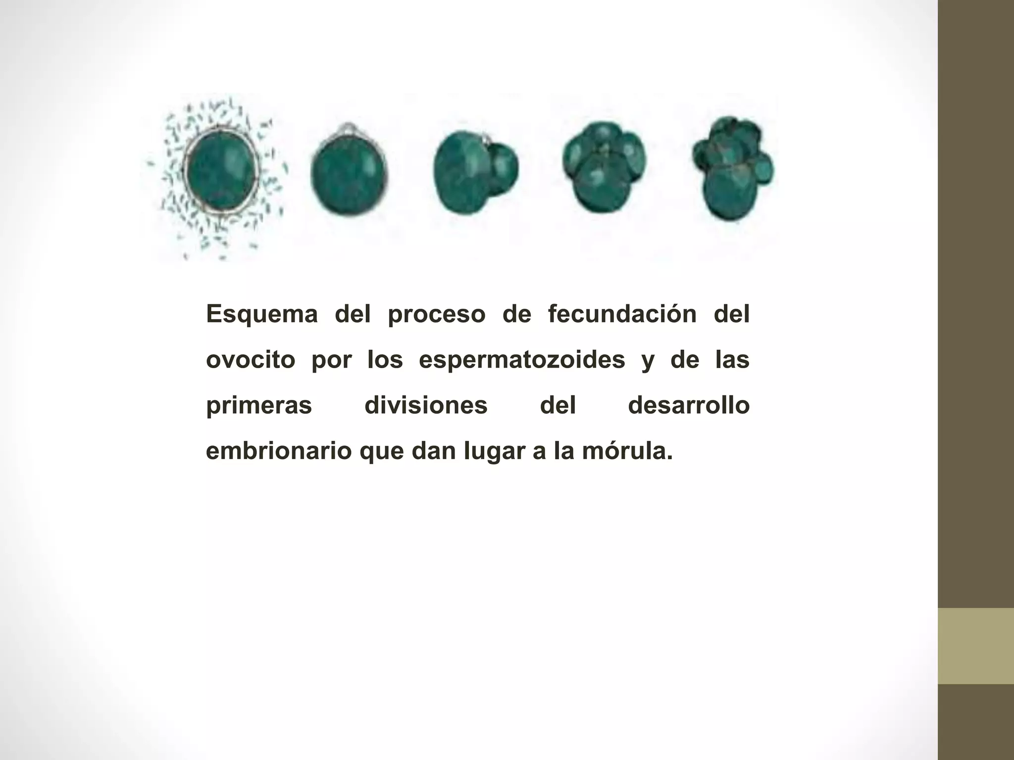 Ciclo de vida de los moluscos | PPTX