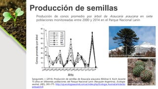 Ciclo De Vida Del Arbol