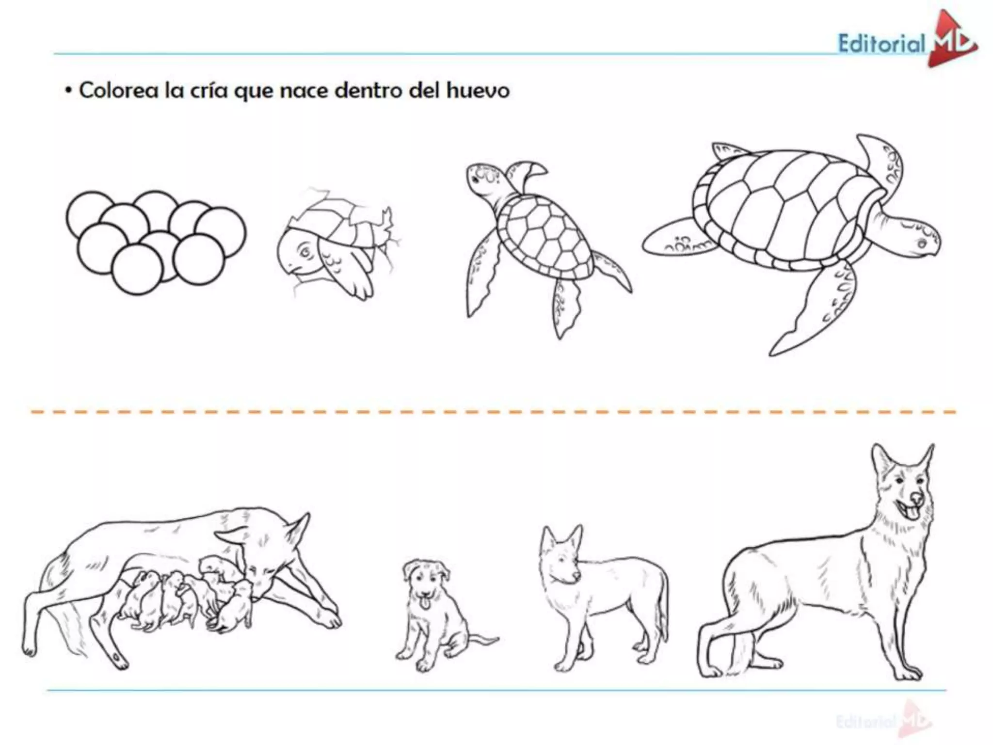 Ciclo de vida de los seres vivos | PDF