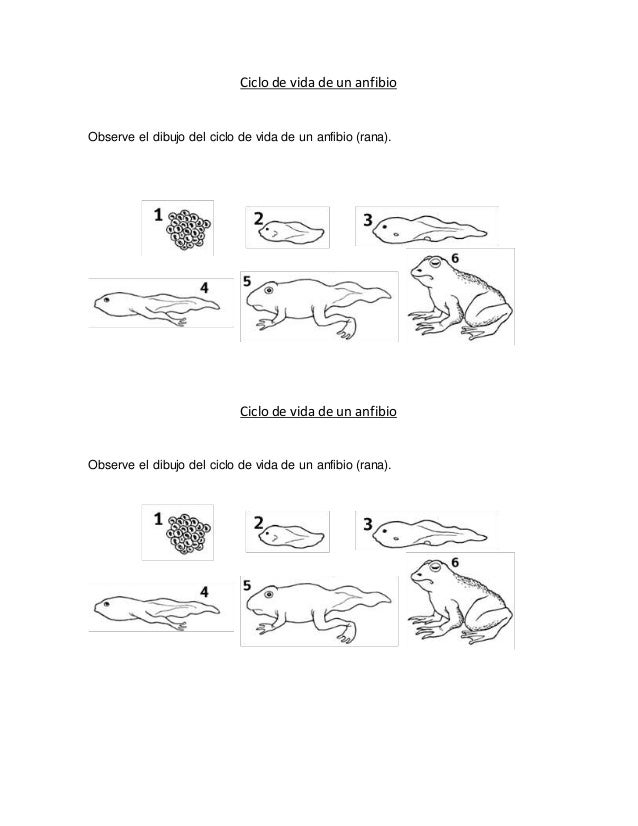Ciclo de vida de un anfibio