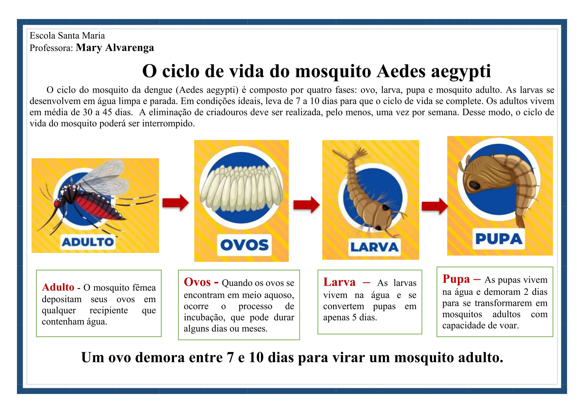 Ciclo de vida do mosquito Aedes aegypti e cruzadinha | PDF