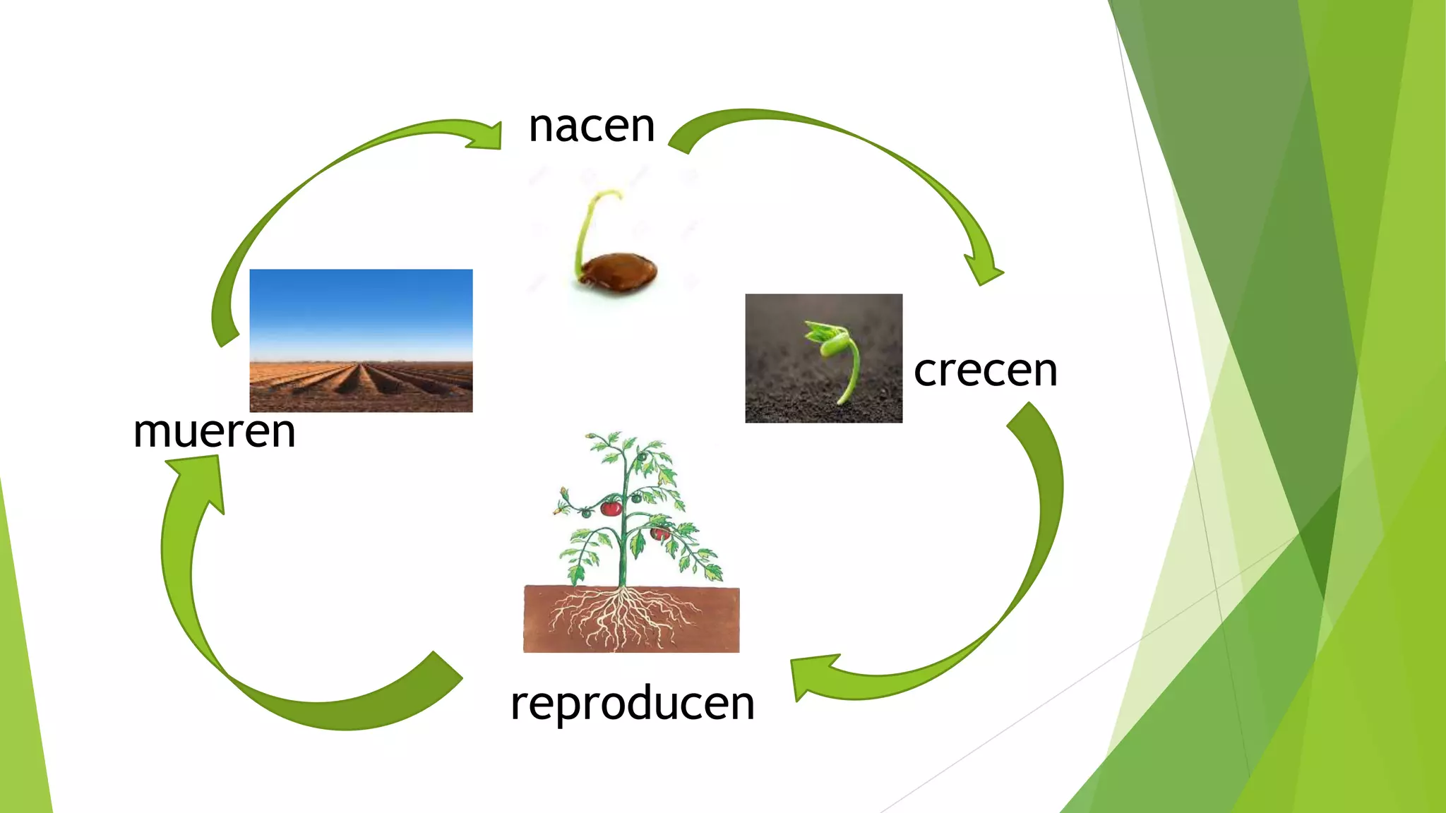 Ciclo de vida las plantas | PPTX