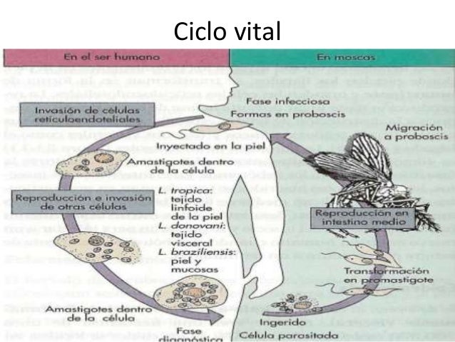 Ciclo de vida leishmania sp