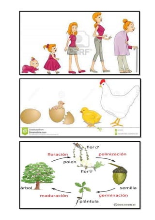 Ciclo de vida tres | DOCX