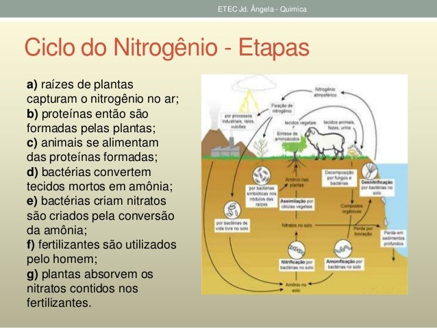 Ciclo do carbono e nitrogênio