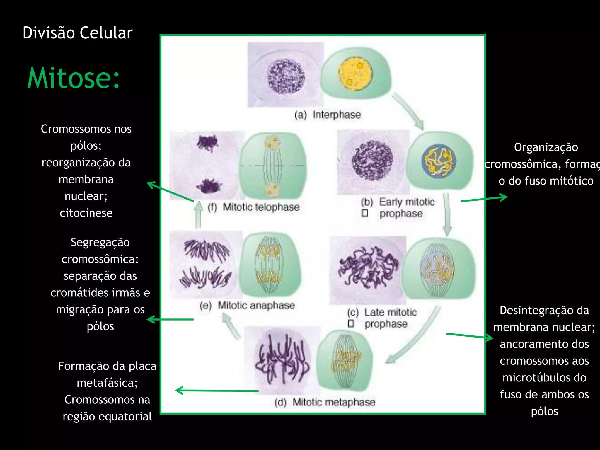 Ciclo e divisão celular | PPTX