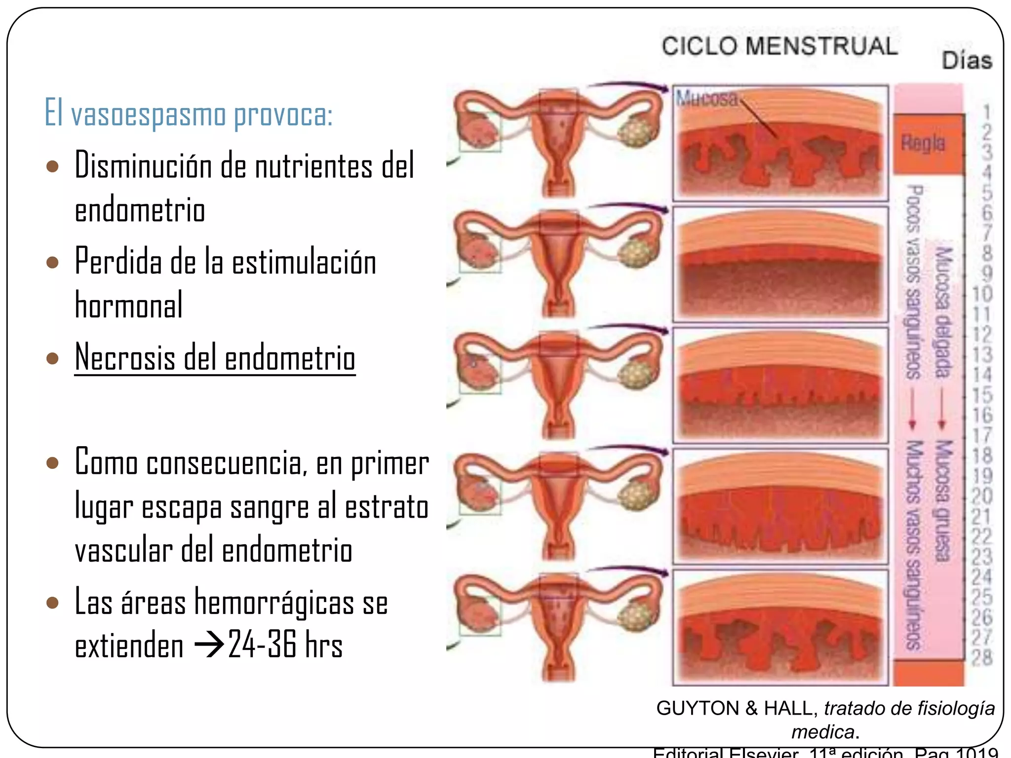 Ciclo endometrial | PPTX