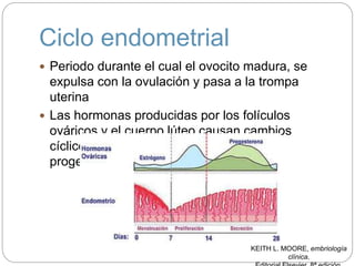 Ciclo endometrial | PPT