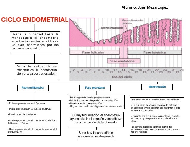 Ciclo endometrial