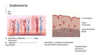 CICLO ENDOMETRIAL | PPTX