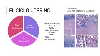 CICLO ENDOMETRIAL | PPTX