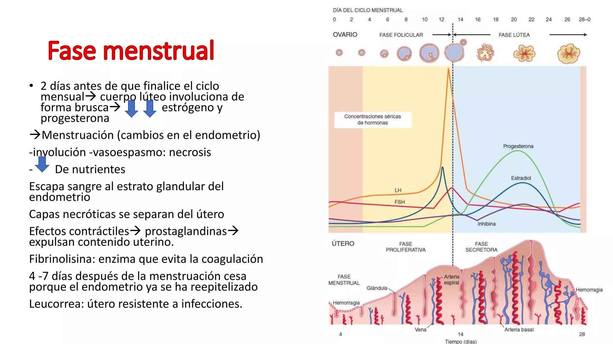 Ciclo endometrial mensual y menstruación.pptx