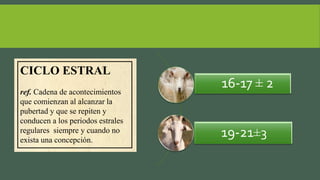 Ciclo estral | PPTX