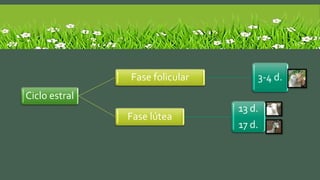 Ciclo estral | PPTX
