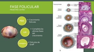 Ciclo estral | PPTX