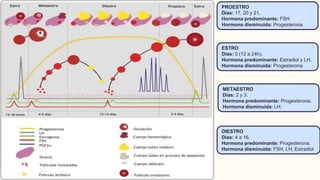 Fisiología reproductiva ciclo ovario, ciclo estral, regulación neuro ...