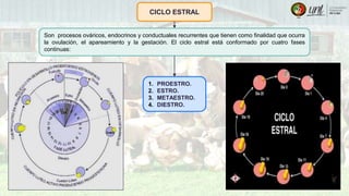 Fisiología reproductiva ciclo ovario, ciclo estral, regulación neuro ...