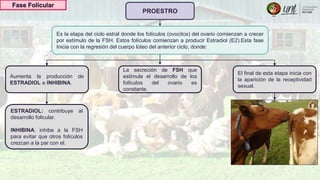 Fisiología reproductiva ciclo ovario, ciclo estral, regulación neuro ...