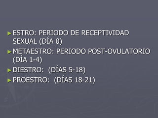 Ciclo estral de la vaca | PPTX